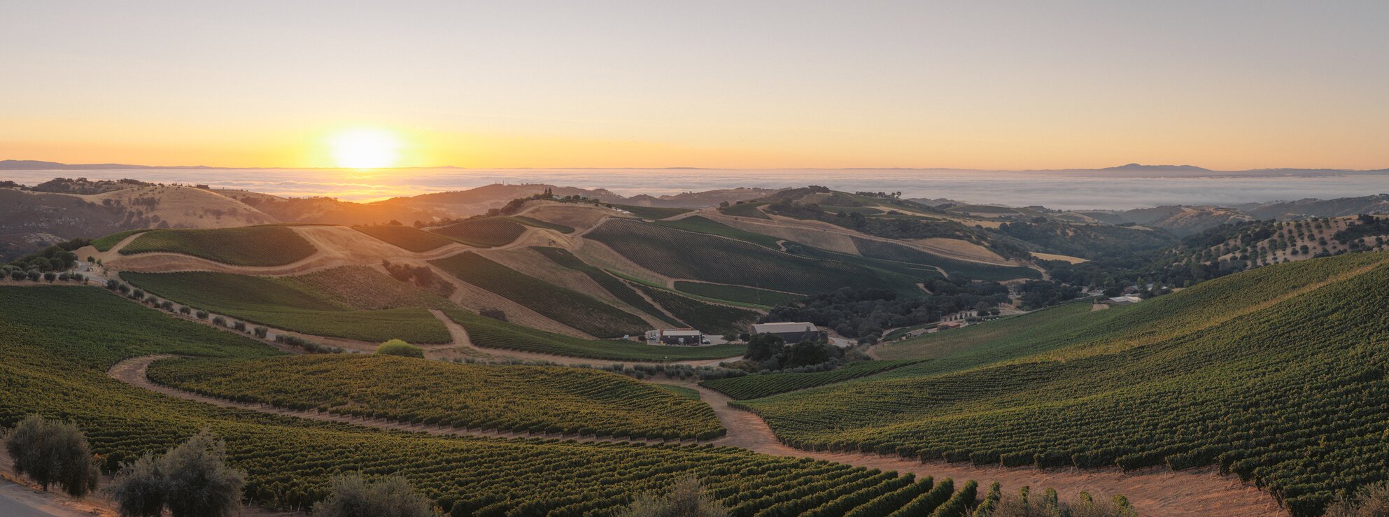 Wine with Soul | The DAOU Estate Collection Soul of a Lion