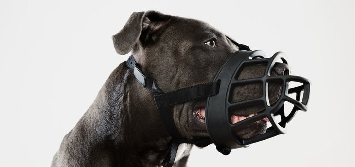 Preparing For Aggressive Dogs At The Vet: 7 Key Tips | Pawlicy Advisor