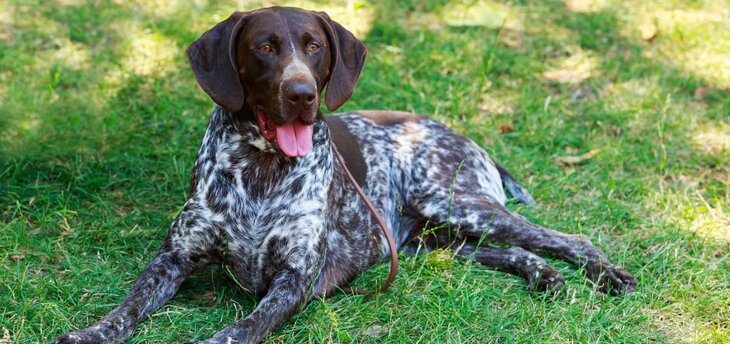 German Shorthaired Pointer Growth & Weight Chart | Pawlicy Advisor