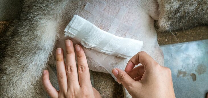 How Much Does it Cost to Remove a Lipoma in Dogs? | Pawlicy Advisor