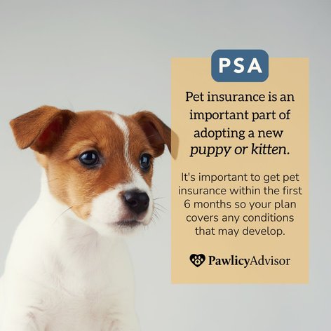 Veterinary Social Media Post Ideas | Pawlicy Advisor | Pawlicy Advisor