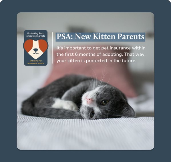 National Pet Insurance Month: Free Resources for Veterinary Teams ...