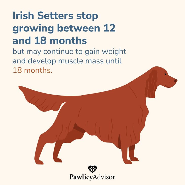 Irish Setter Growth & Weight Chart | Pawlicy Advisor