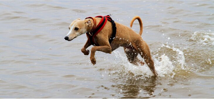 Whippet Growth & Weight Chart | Pawlicy Advisor