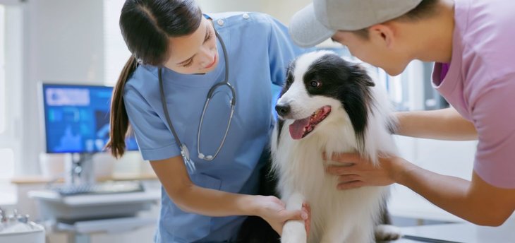 Top 5 Communication Skills Every Vet Needs | Pawlicy Advisor