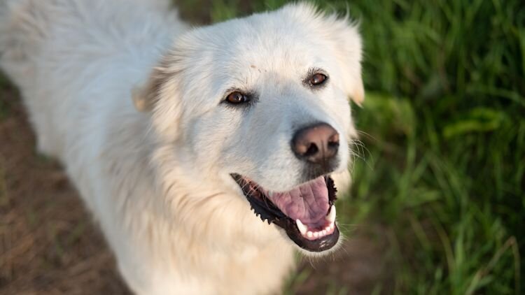 Great Pyrenees Growth & Weight Chart: Size Guide by Age | Pawlicy Advisor