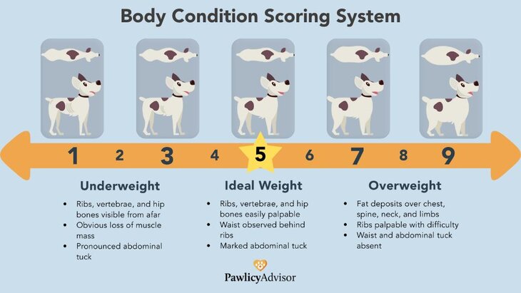 Free Puppy Weight Calculator: How Big Will My Puppy Get? | Pawlicy Advisor