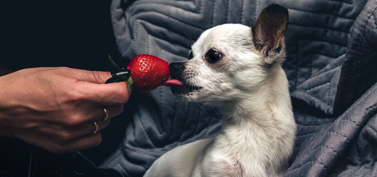 Can Dogs Eat Strawberries? Here's What You Need To Know | Pawlicy Advisor