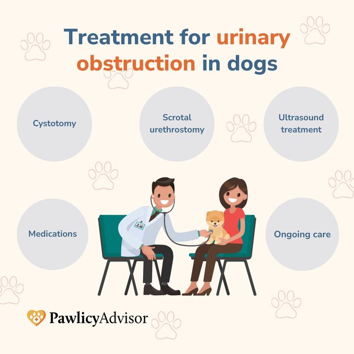 Dog Not Peeing? Causes, Implications & Risks | Pawlicy Advisor