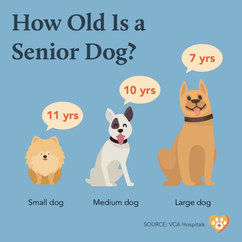 5 Best Pet Insurance For Older Pets Compared: Which One For Seniors ...