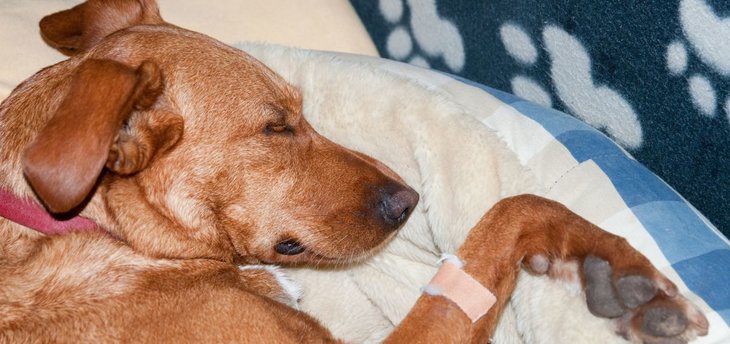 Top 10 Items To Put In A First Aid Kit For A Dog | Pawlicy Advisor