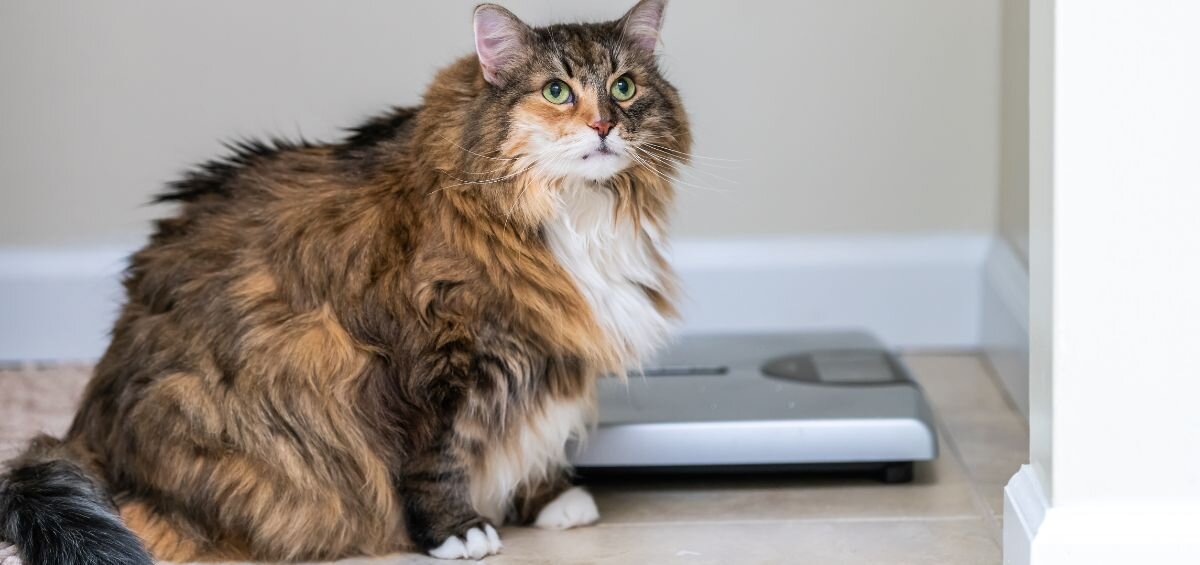 How Heavy Should My Cat Be? Weight Chart by Age/Breed | Pawlicy Advisor