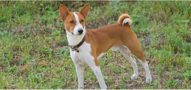 Basenji Growth & Weight Chart | Pawlicy Advisor