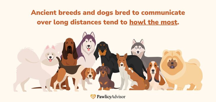 Why Do Dogs Howl? Unpacking Canine Vocalization | Pawlicy Advisor