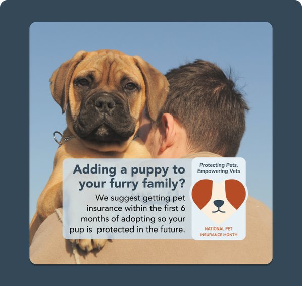 National Pet Insurance Month: Free Resources for Veterinary Teams ...