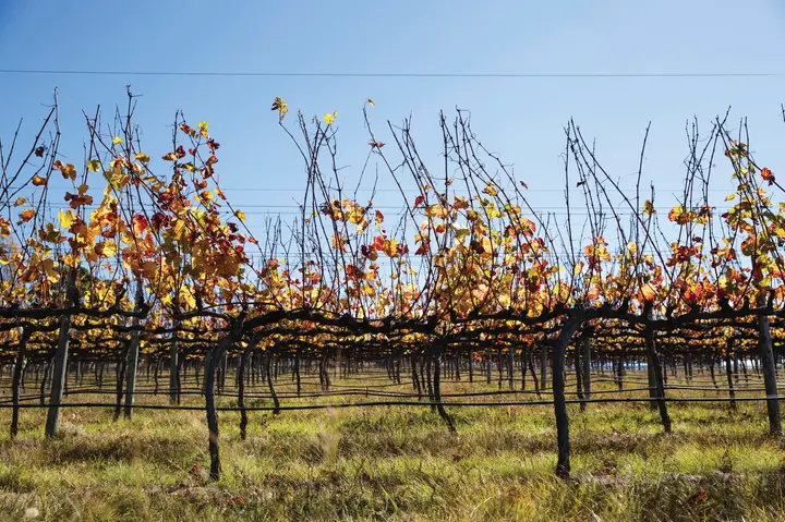 Tenterfield information & attractions - Travel NSW: accommodation ...