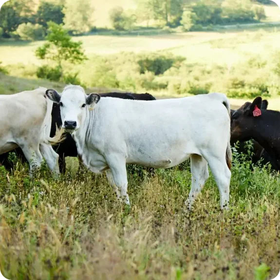 Walden Local | Meat Delivery Service | New England & New York