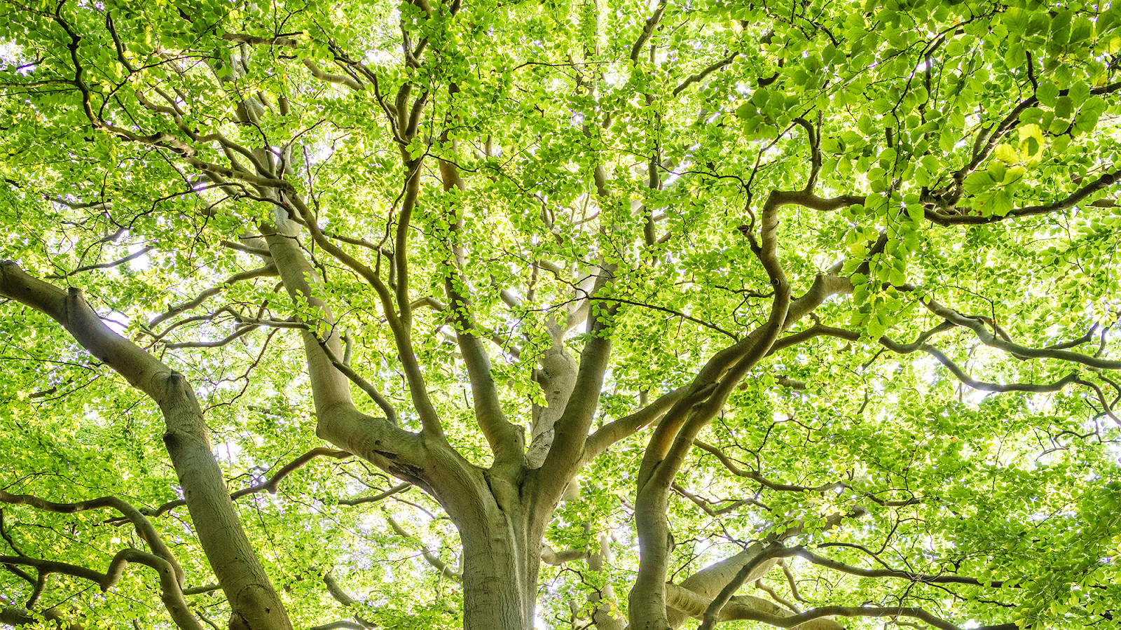 Reversing Teresa Torres’ “Opportunity Solution Tree” to find the “why ...