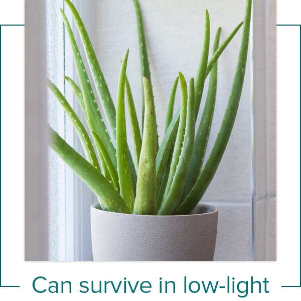 Top 5 Plants to Brighten Up Your Bathroom and Create a Spa-like ...