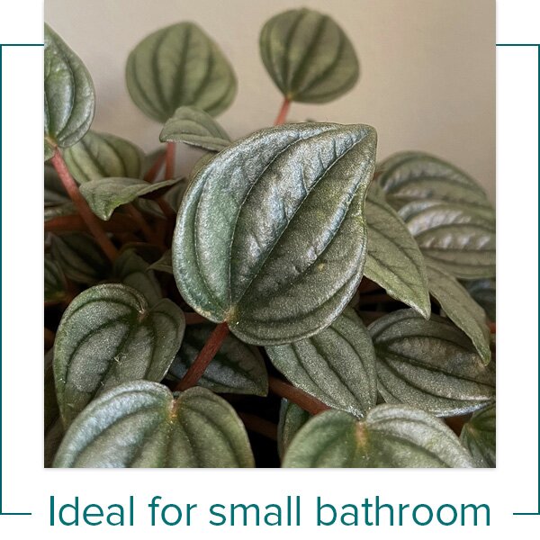 Top 5 Plants to Brighten Up Your Bathroom and Create a Spa-like ...