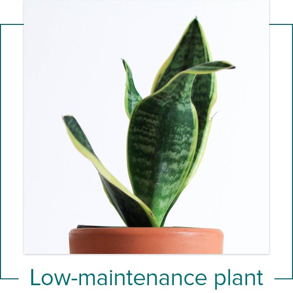 Top 5 Plants to Brighten Up Your Bathroom and Create a Spa-like ...