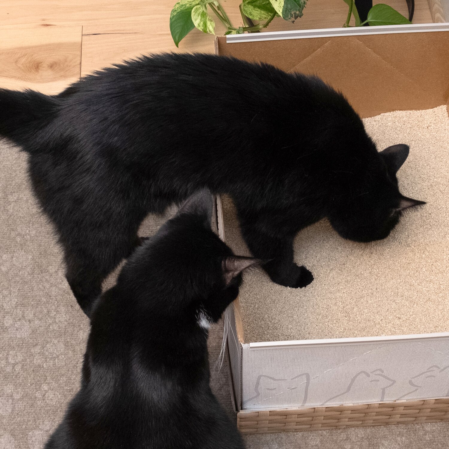 Article | 7 Reasons to Switch to Kitty Poo Club: The Stink-Free Litter ...