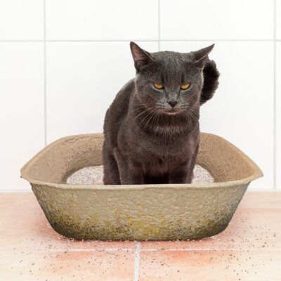 Disposable Cat Litter Boxes | Kitty Litter Subscription – Kitty Poo ...