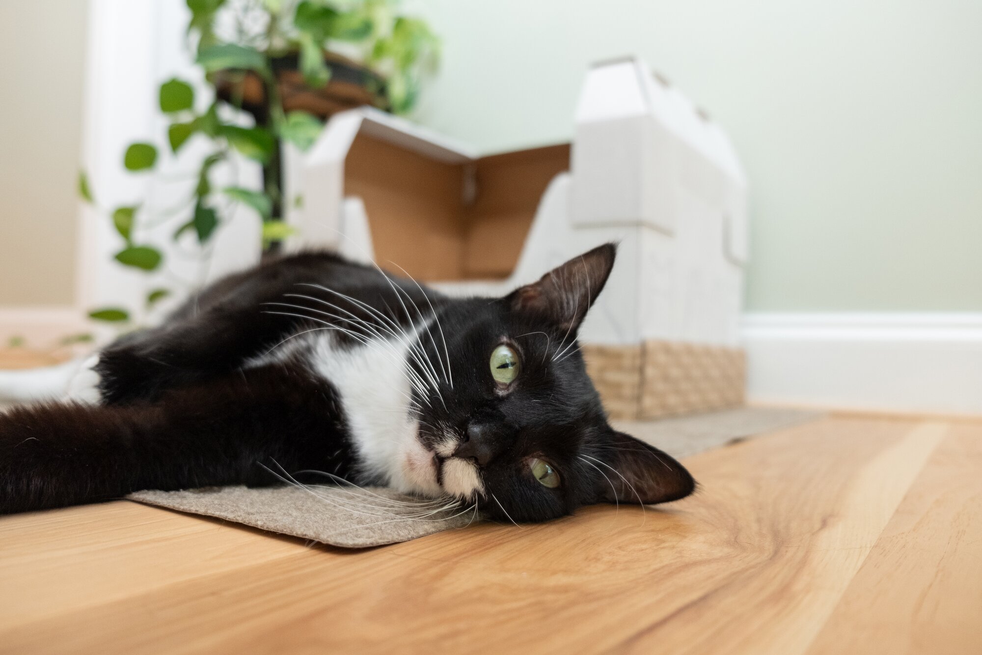 Reviews | What Our Customers Are Saying - Kitty Poo Club