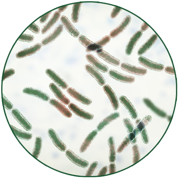 Pre+Probiotic For Women – Semaine Health