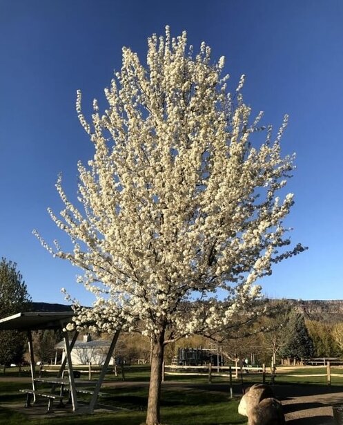 Tree Source
