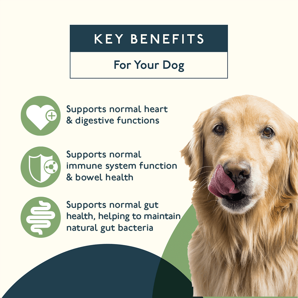 Probiotic For Dogs - Beneficial Bacteria To Support Digestion