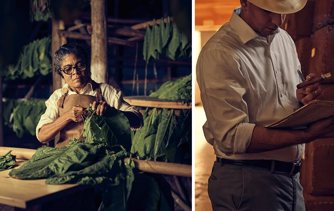 Davidoff’s Creation – From Seed to Cigar