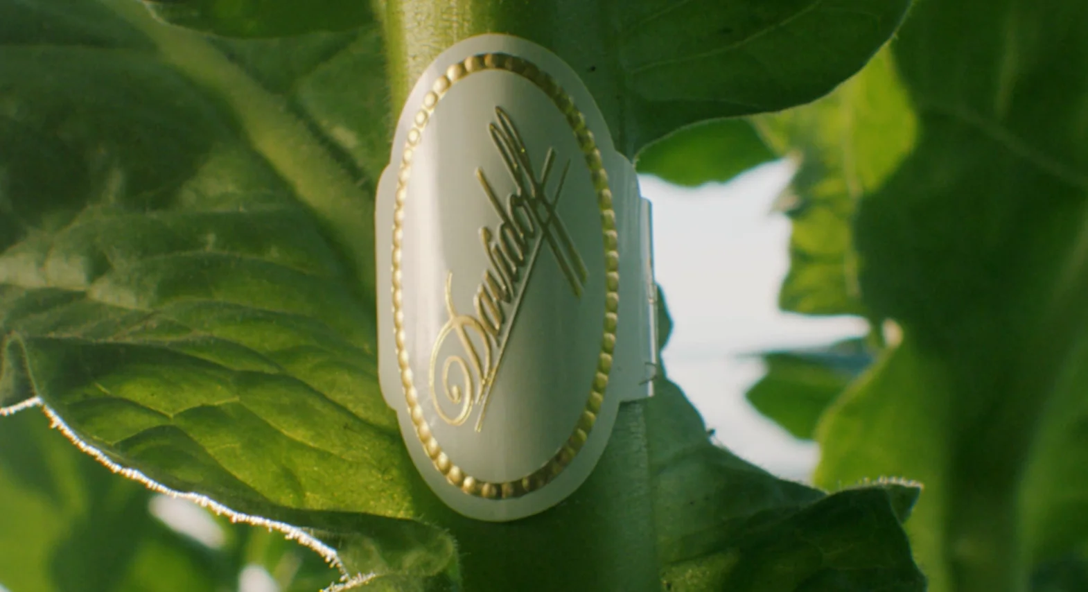 Davidoff of Geneva | Premium Cigars shop | The best collections