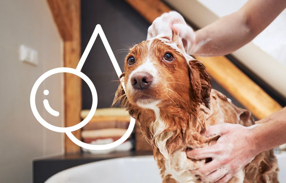 Dog Supplies - Pet Chemist Online