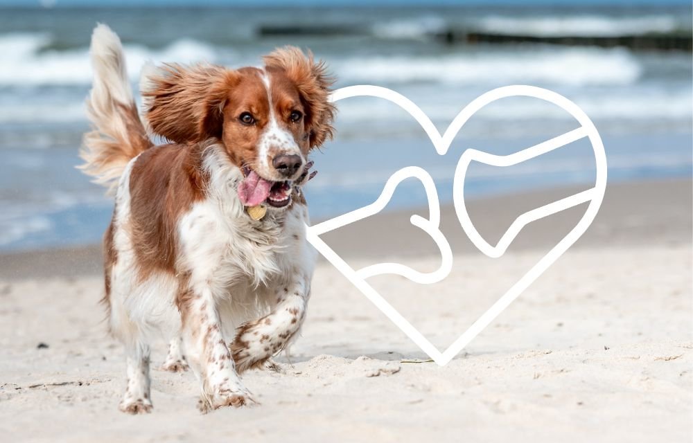 Dog Supplies - Pet Chemist Online
