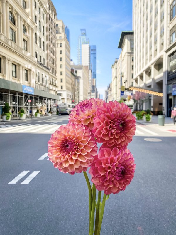 Bronx Florist & Flower Delivery | Scotts Flowers NYC