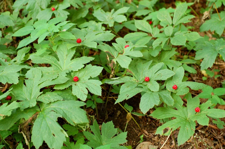 Goldenseal Root: Benefits, Dosage, Side Effects, & More