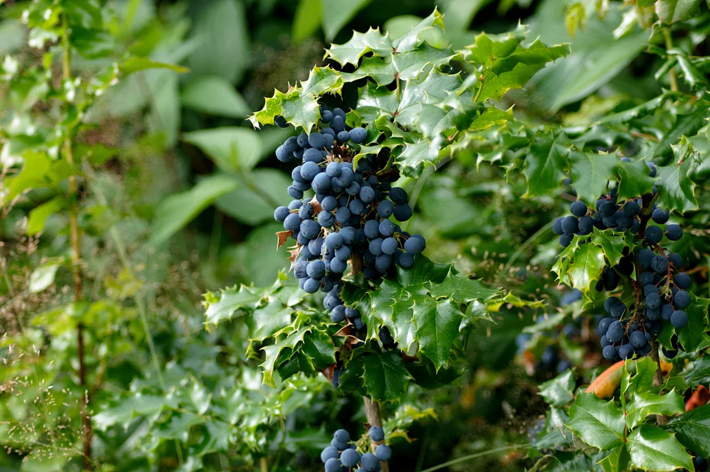 Oregon Grape: Benefits, Dosage, Side Effects, & More
