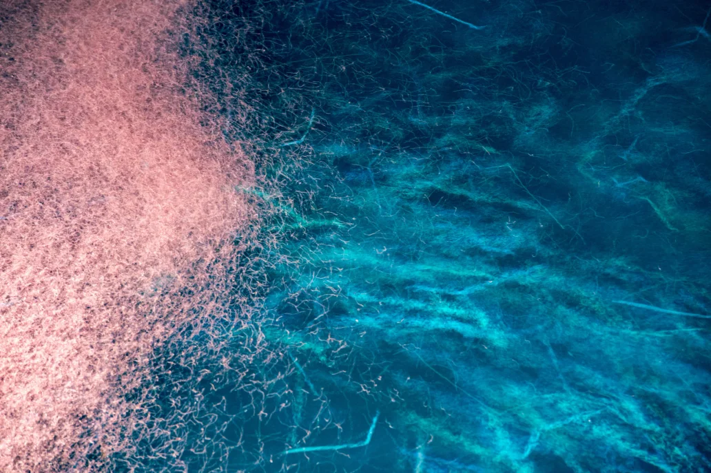 Krill Oil vs. Fish Oil: 6 Reasons Why Krill Is the Better Choice