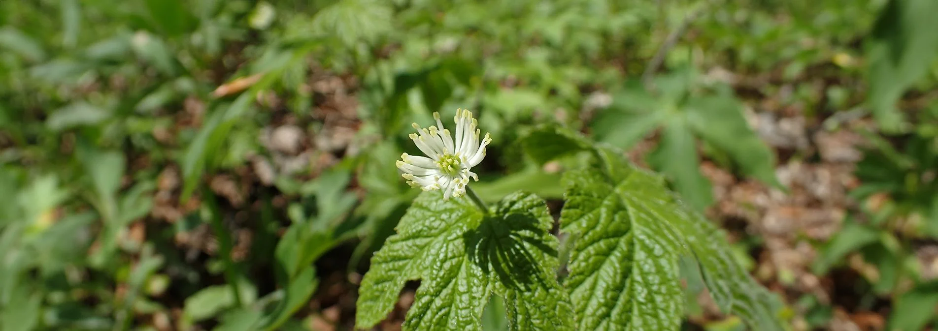 Goldenseal Root: Benefits, Dosage, Side Effects, & More