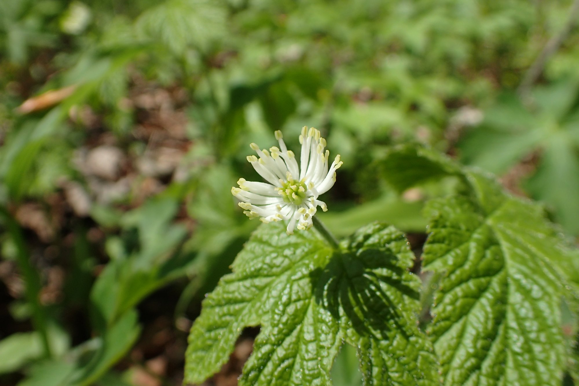 Goldenseal Root: Benefits, Dosage, Side Effects, & More