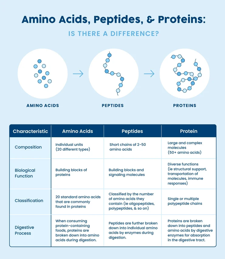 Amino Acids, Peptides, and Proteins: Is There a Difference?