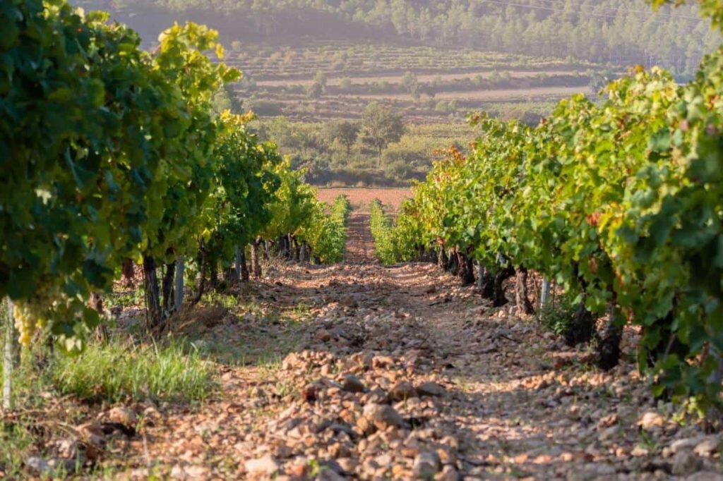 An overview of Spanish wine regions: Valencia - Jeroboams