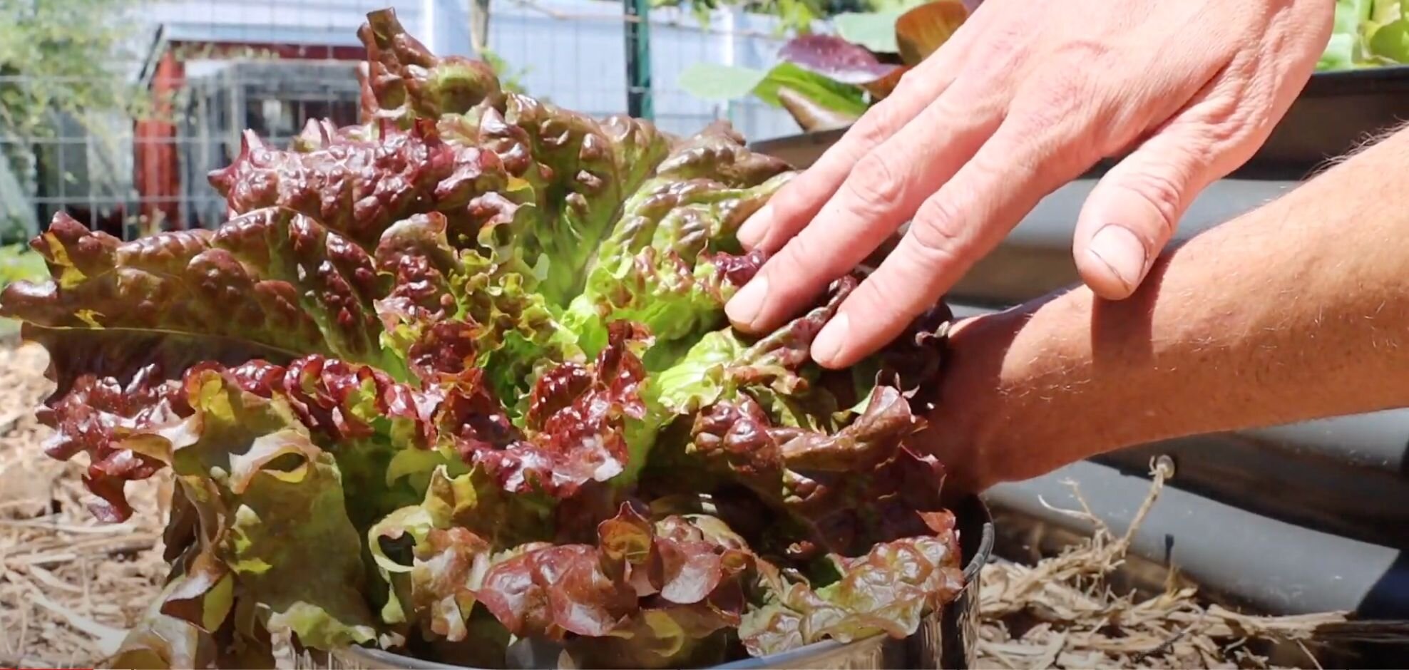 🌱 Smart March Planting Guide: What to Grow for a Thriving Spring Garden