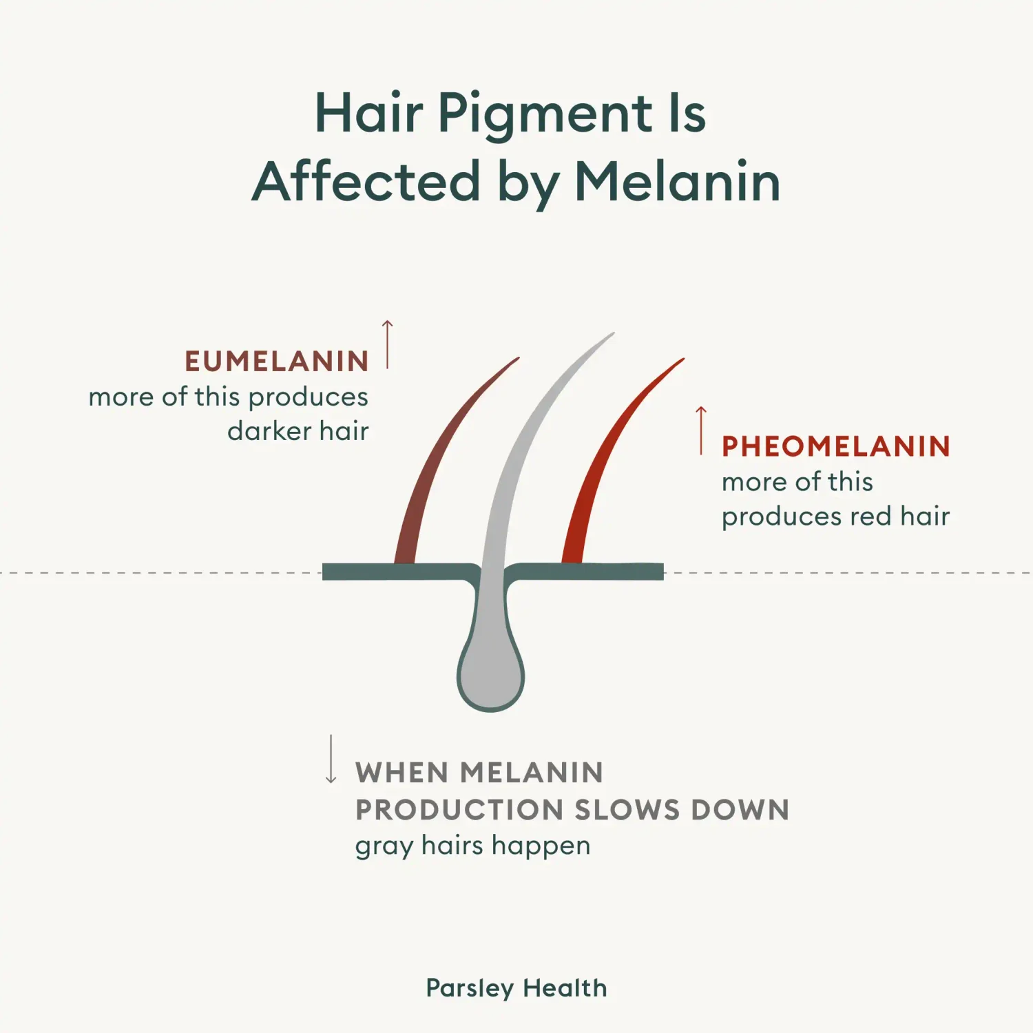 White Hair Causes: What Causes Gray Hair at an Early Age? | Parsley Health