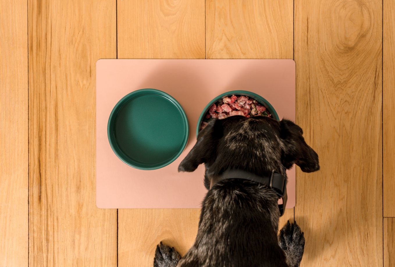 Maev | Raw dog food made easy.