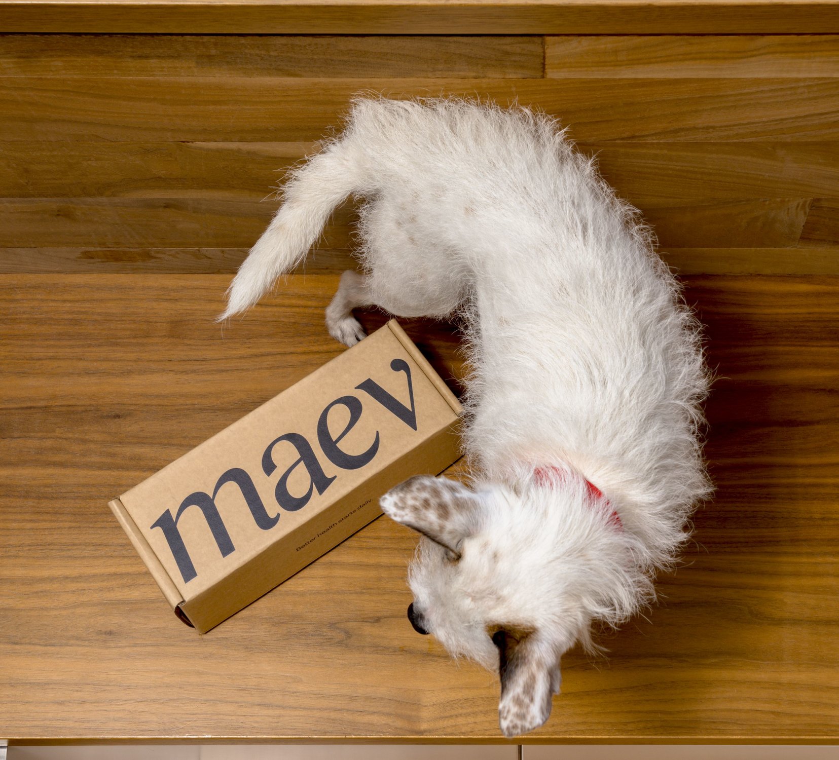 Maev | Raw dog food made easy.