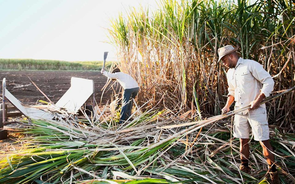 A guide to rhum agricole | Rum Guide | Master Of Malt