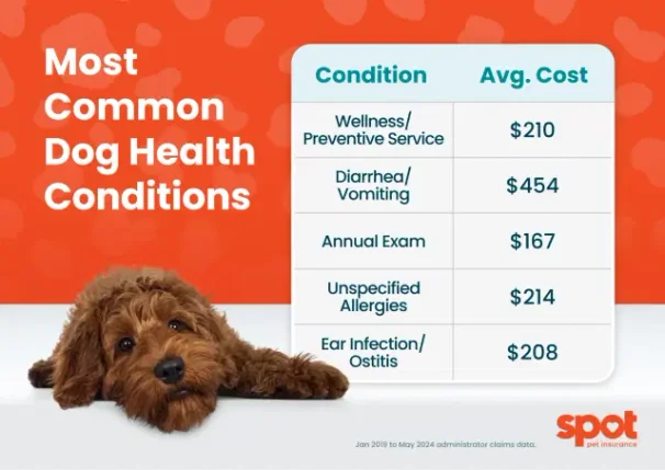 Dog Insurance Plans for Your Pet | Top Rated | Get a Quote | Spot Pet ...