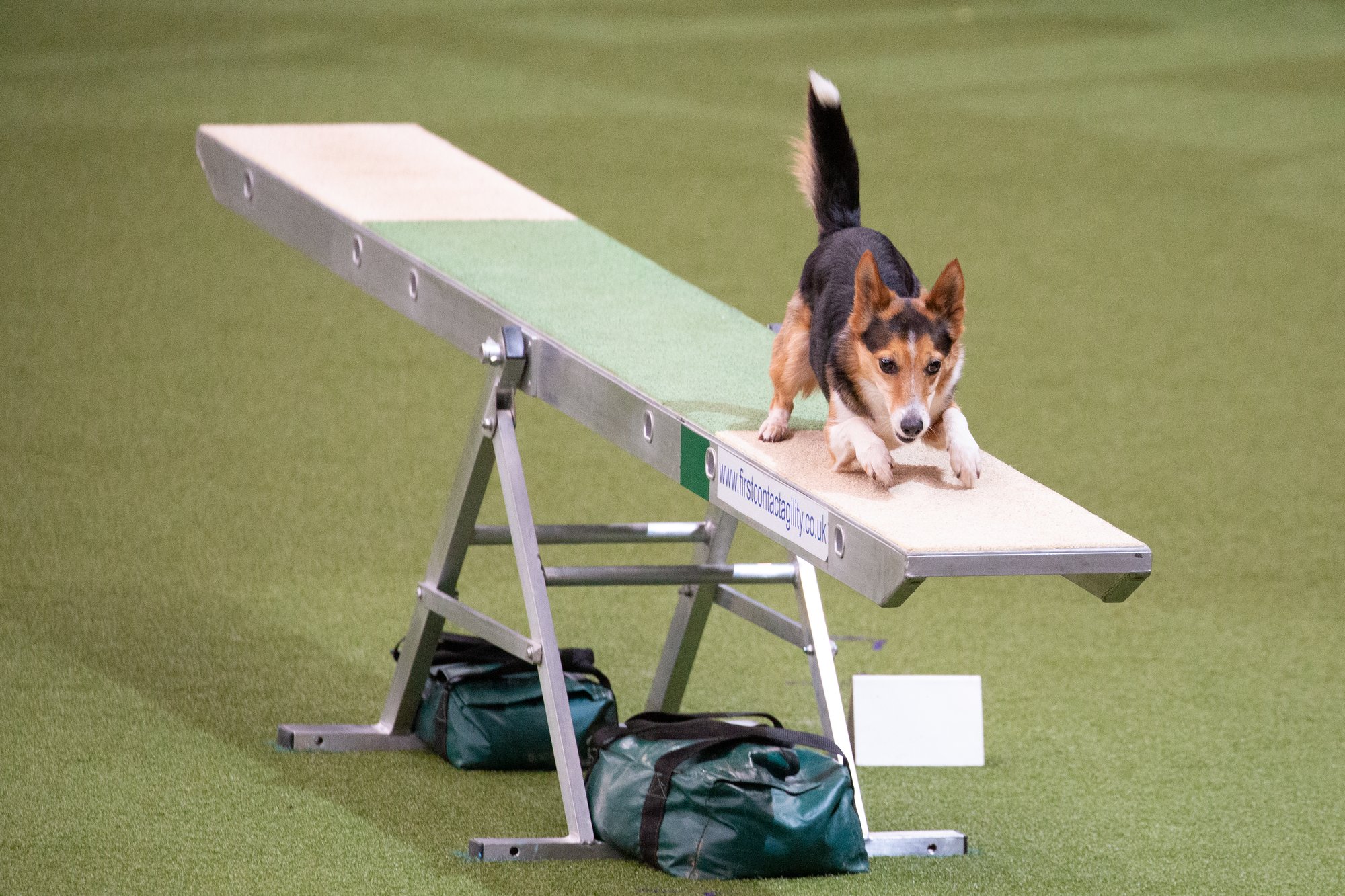 What to know before attending your first dog agility competition ...